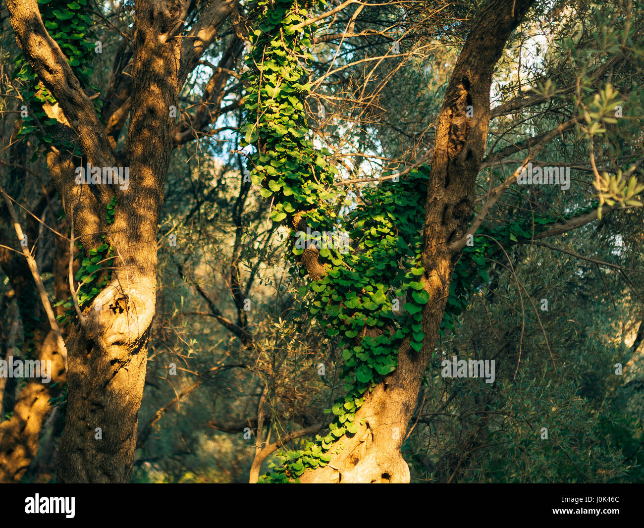 Trees overgrown with ivy. Texture of wild plants in the forest Stock ...