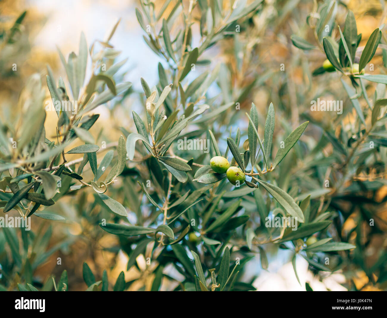 Olive branch with fruits. Olive groves and gardens in Montenegro Stock ...