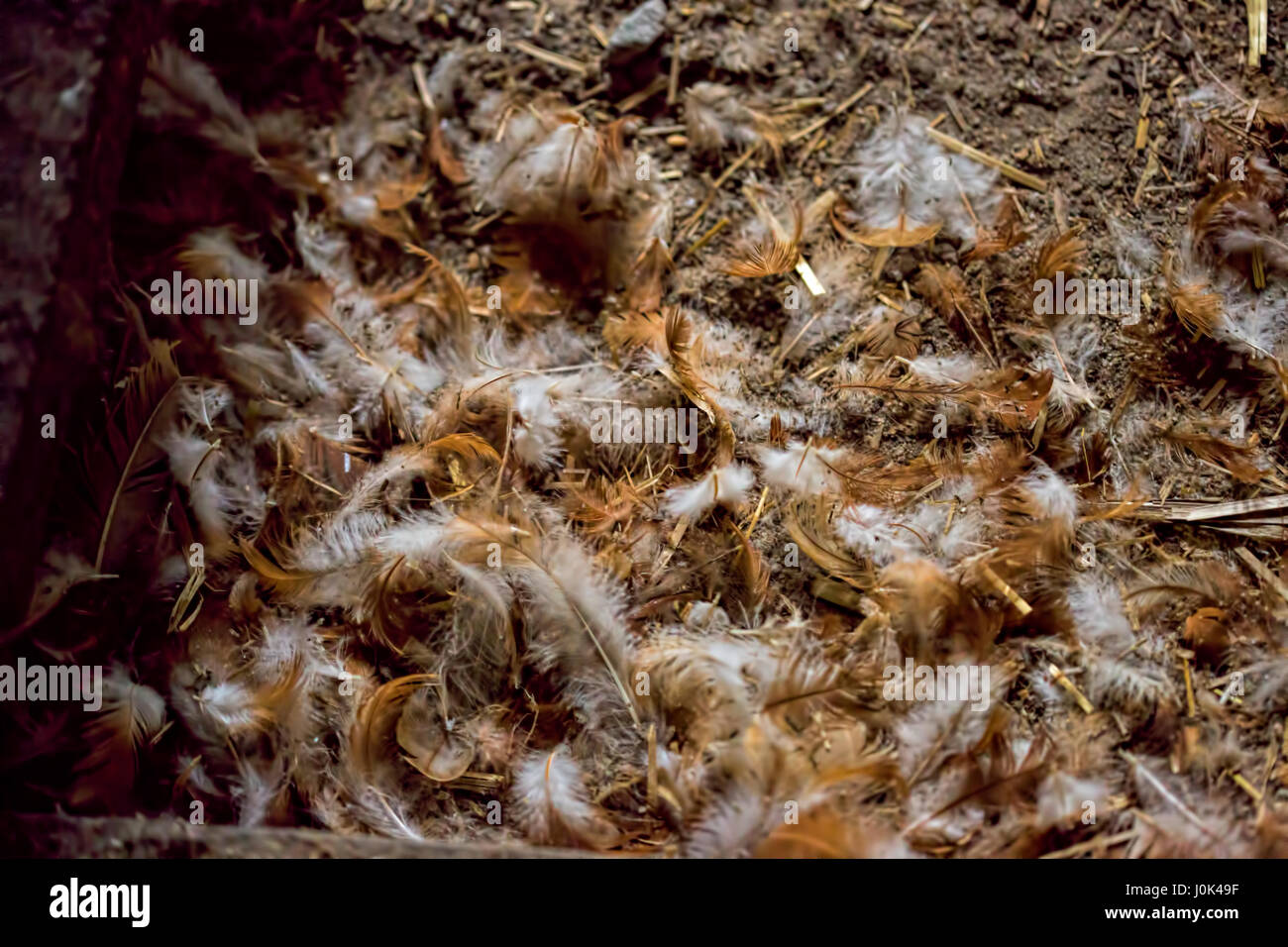 Hen feather hi-res stock photography and images - Alamy