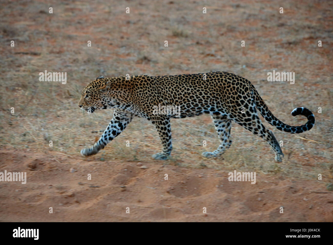 Leopard panthera pardus tail hi-res stock photography and images - Alamy