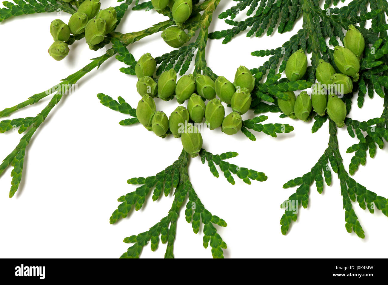 Thuja stem close up hi-res stock photography and images - Alamy