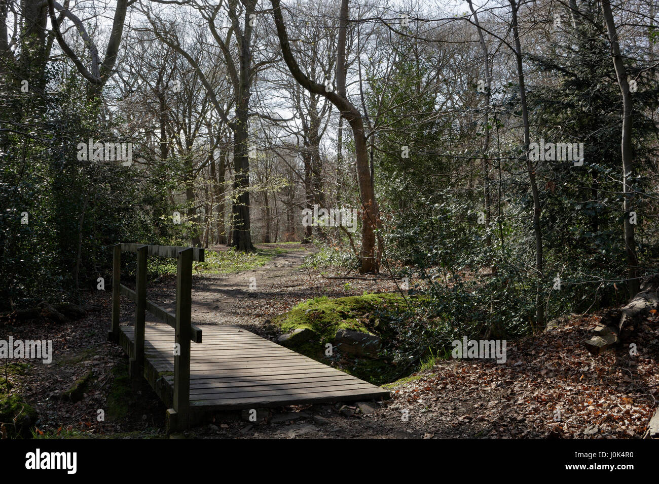 Suburban woodland scene in Ecclesall Woods Sheffield England, Trees in ...