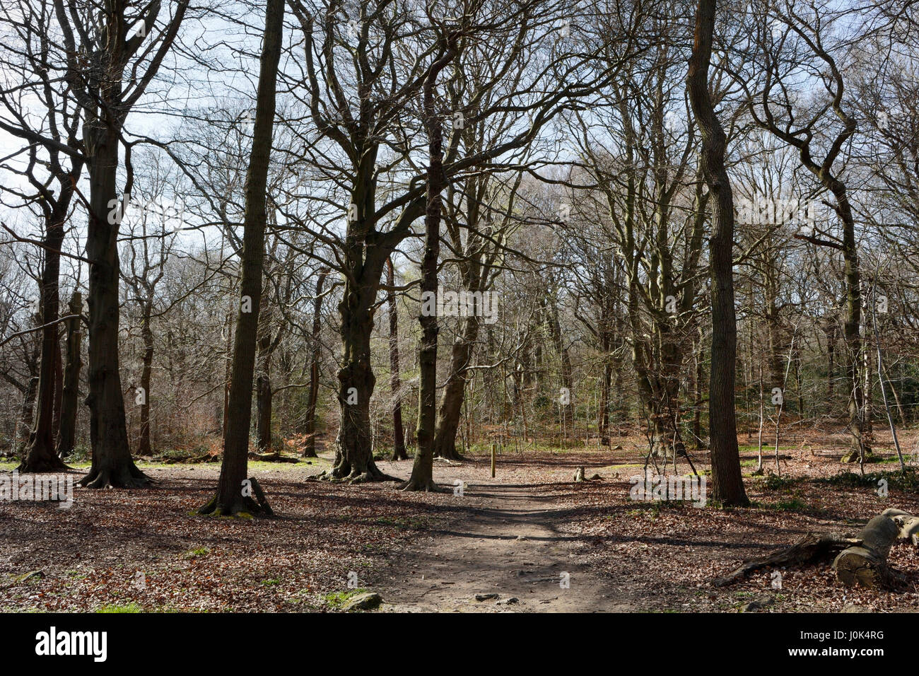 Suburban woodland scene in Ecclesall Woods, Sheffield, England, Trees ...