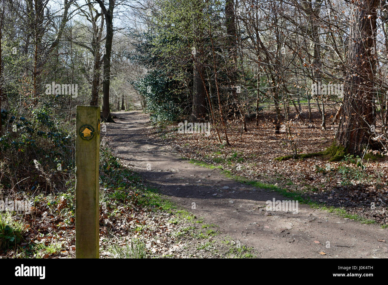 Suburban woodland scene in Ecclesall Woods, Sheffield, England. Trees ...