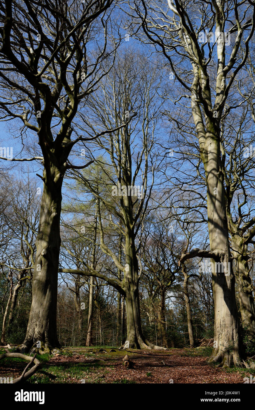 Woodland scene in Ecclesall Woods Sheffield England, Ancient woodland ...