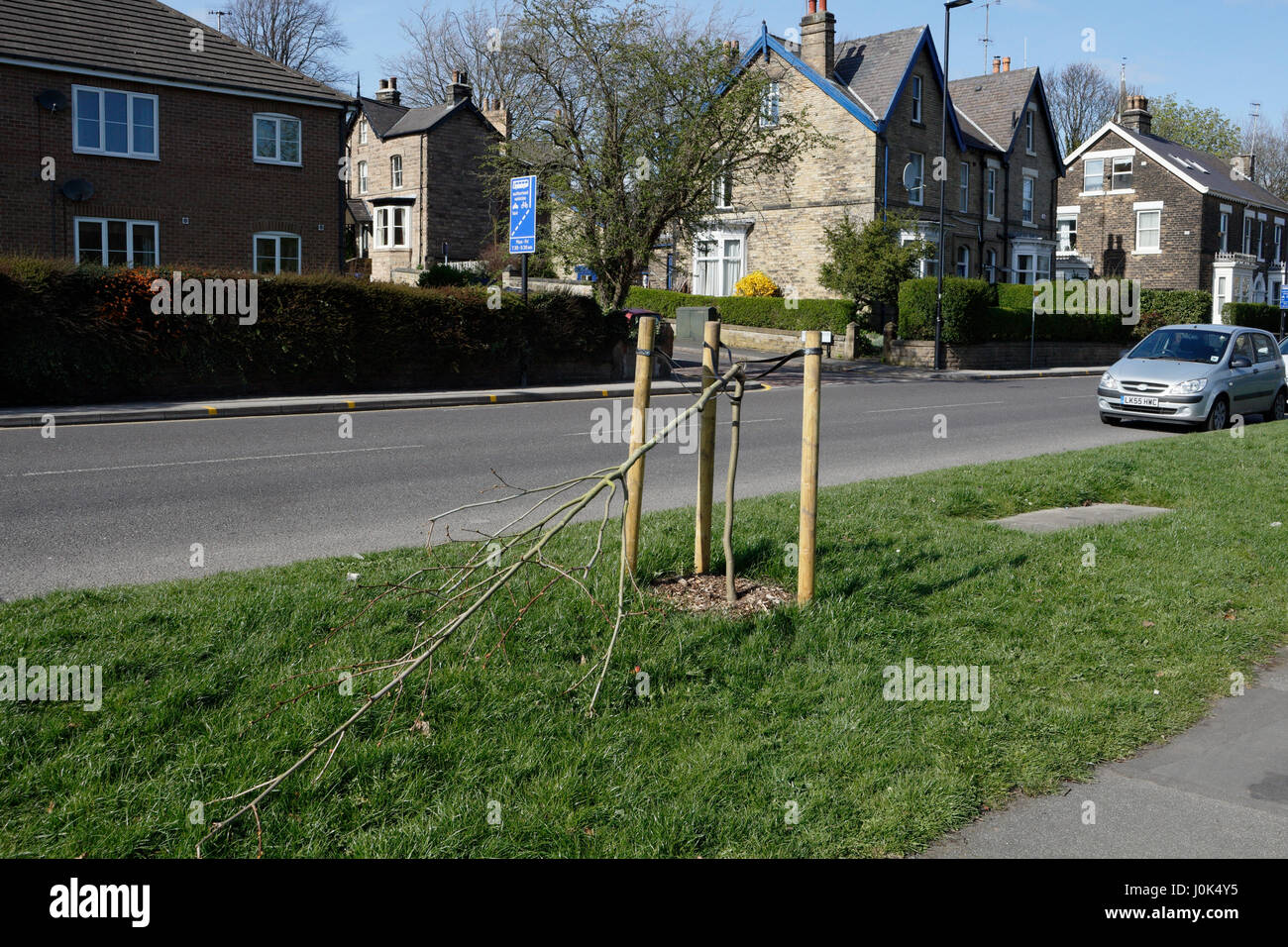 Snapped tree sapling hi-res stock photography and images - Alamy