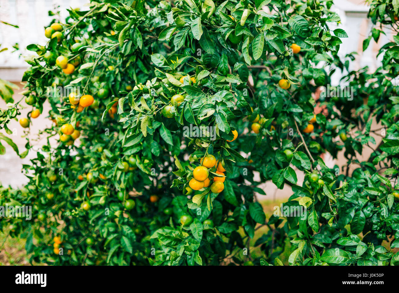 Ripening on the tree a tangerine. Montenegrin mandarin trees. Home ...