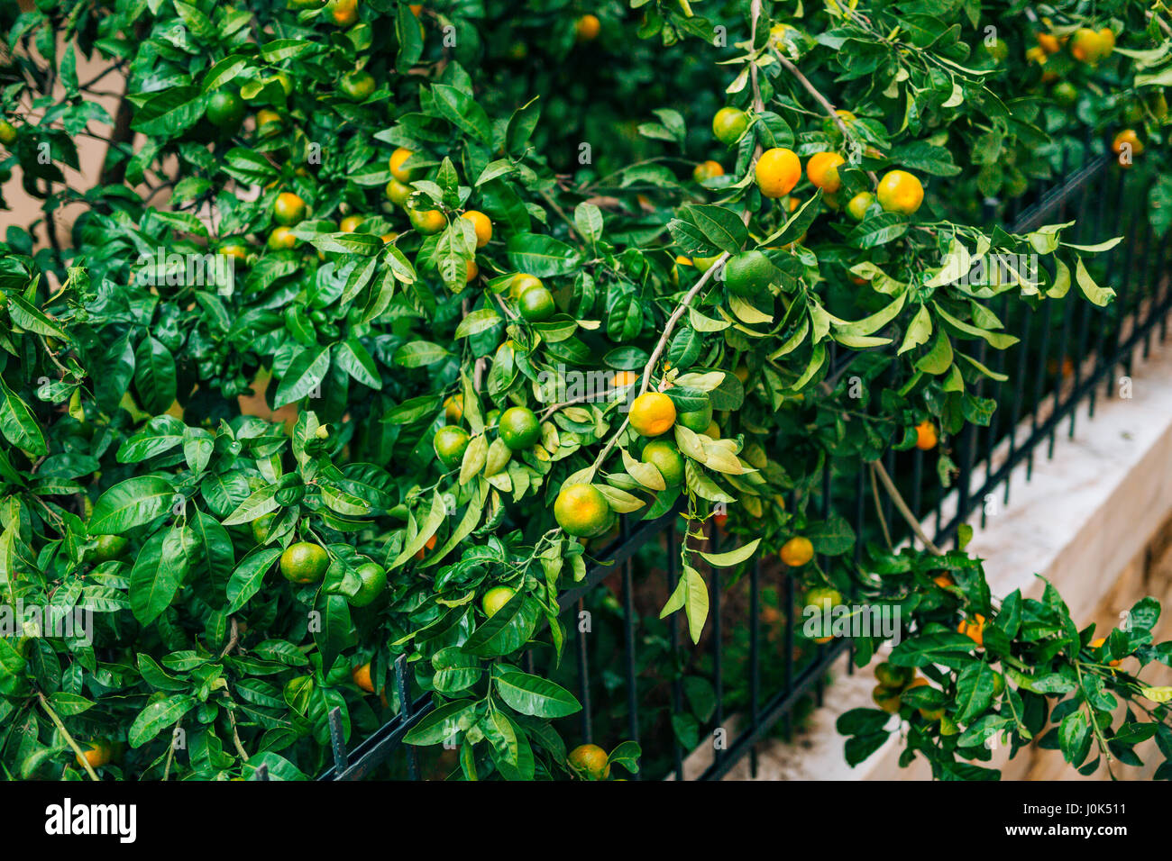 Ripening on the tree a tangerine. Montenegrin mandarin trees. Home ...