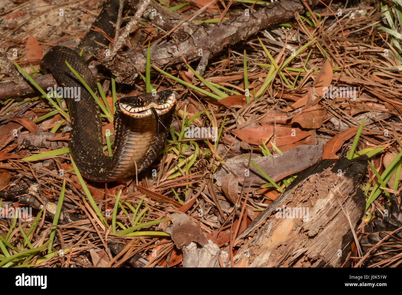 An Eastern Hognose Snake showing it's hood as it tries to flee Stock ...