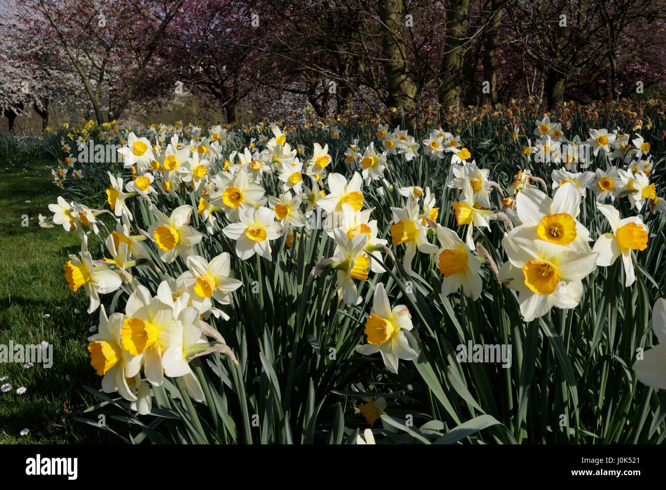 Daffodils Spring bloom, Flowers Stock Photo - Alamy