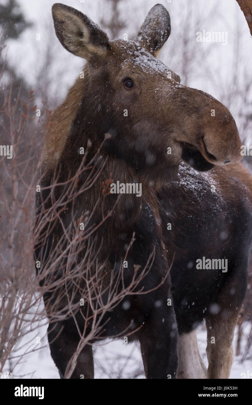 Moose alaska dewlap hi-res stock photography and images - Alamy