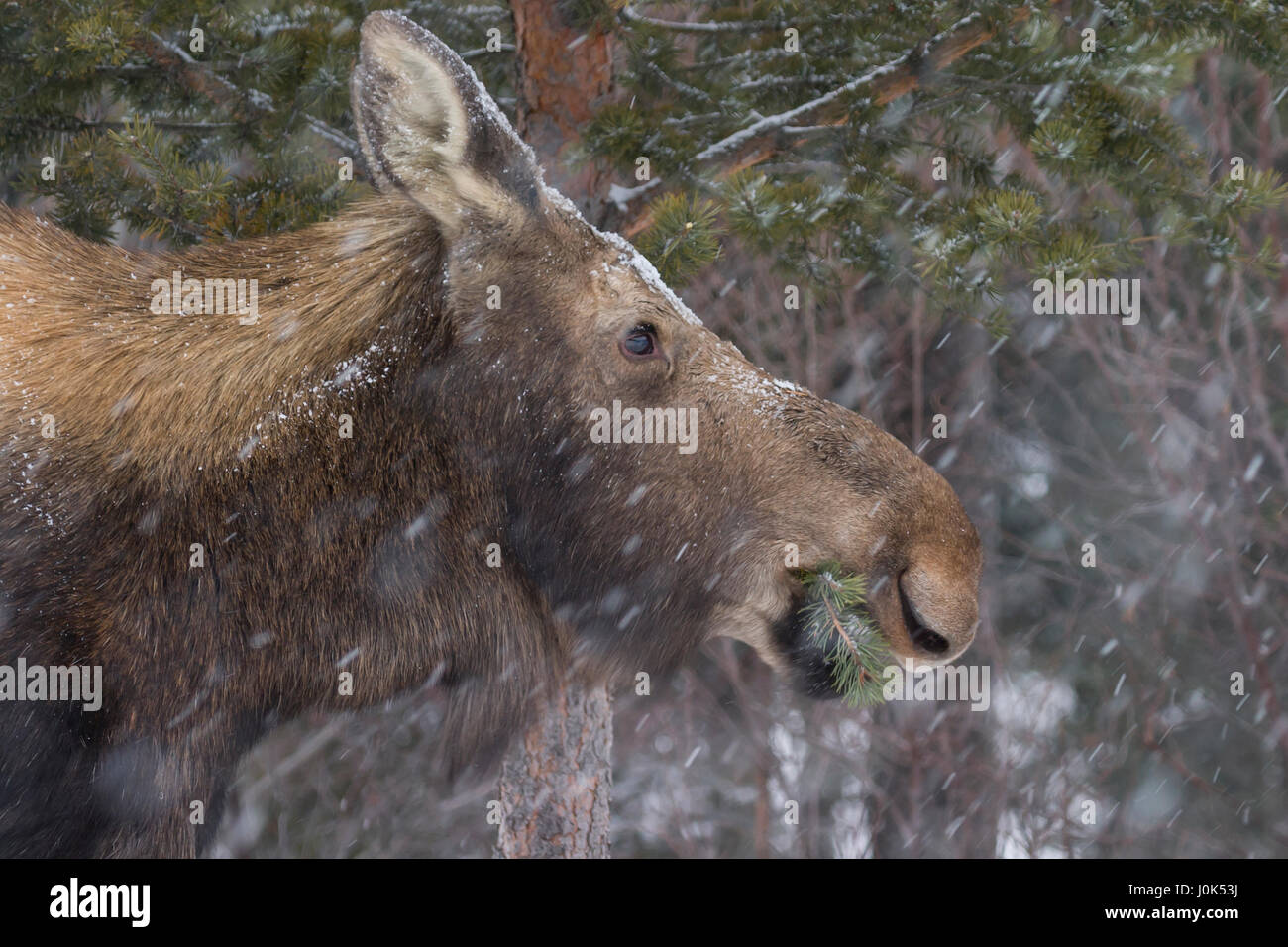 Moose (Alces alces) cow browsing in snow, Southport, Anchorage, AK, USA ...