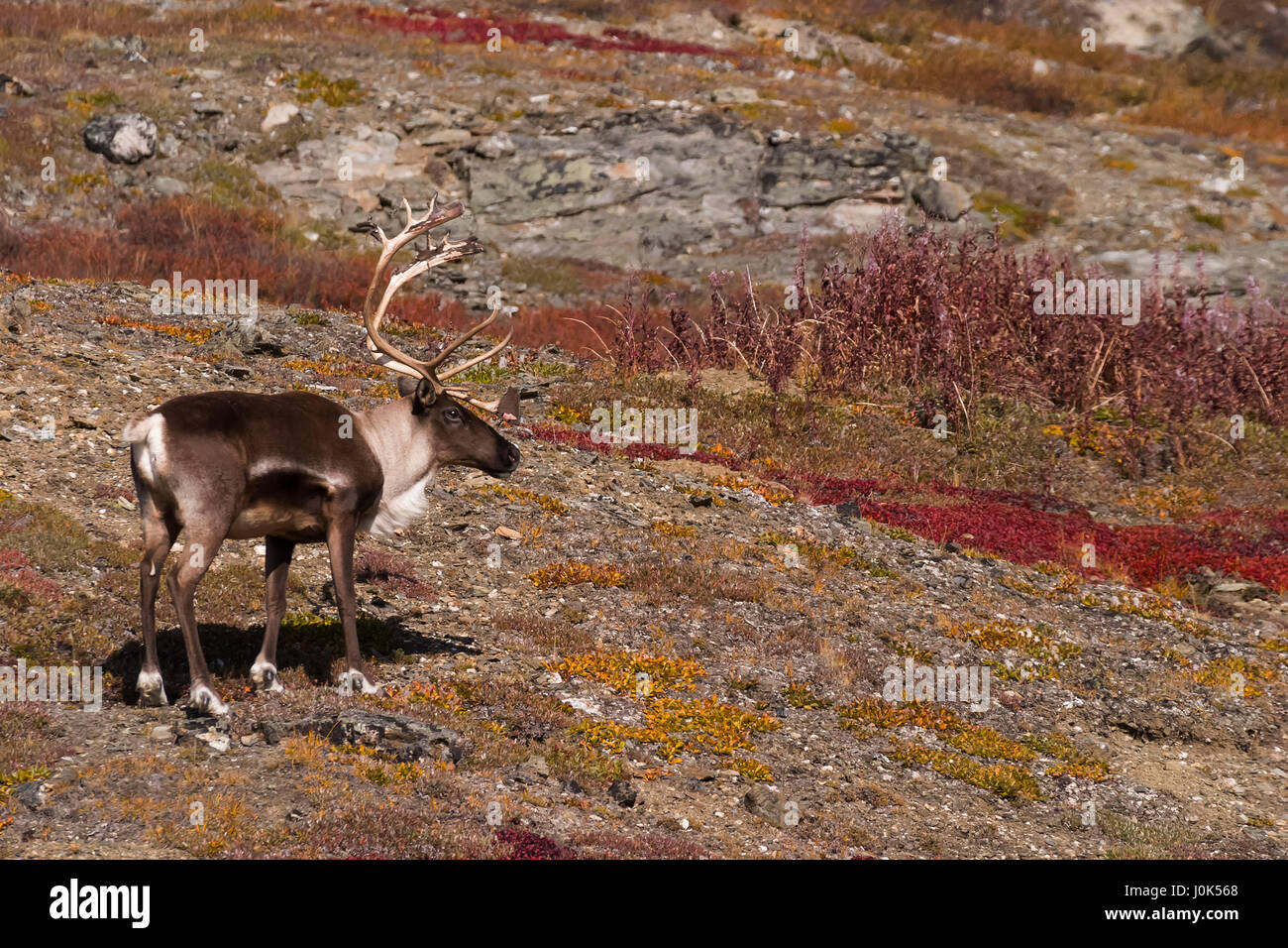 Caribou (Rangifer tarandus) Bull caribou grazing in fall colors ...