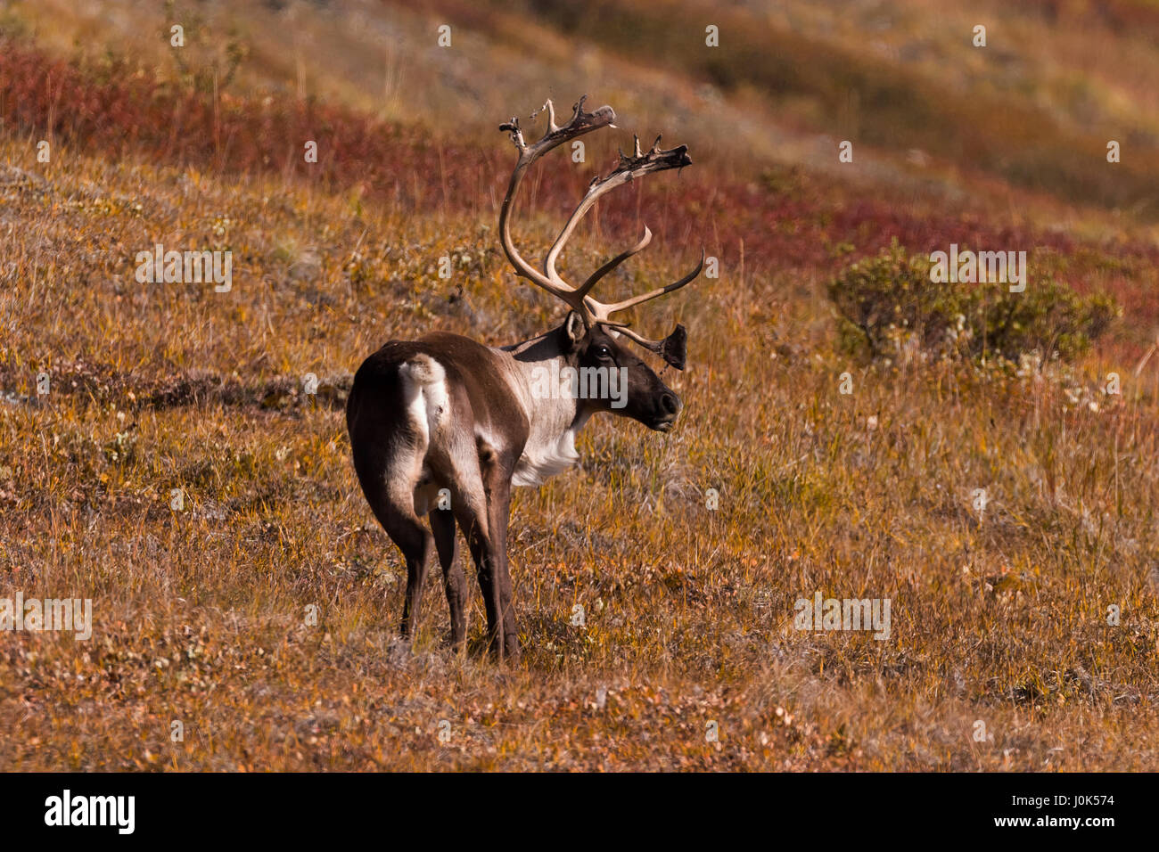 Caribou (Rangifer tarandus) Bull caribou grazing in fall colors ...