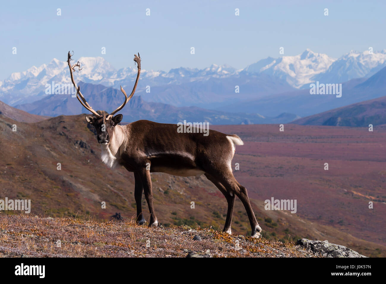 Caribou (Rangifer tarandus) Bull caribou standing on ridge line ...