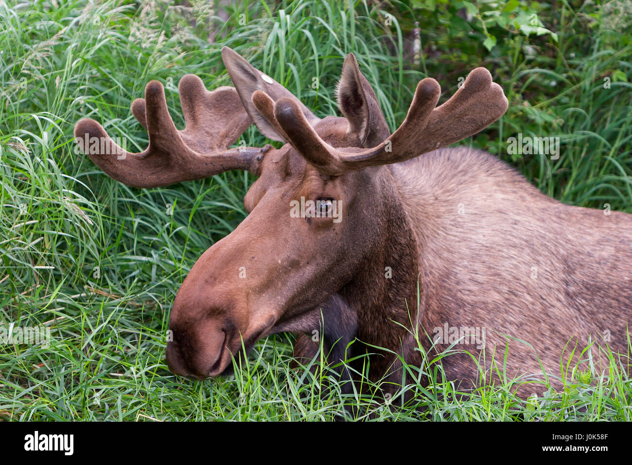 Moose alaska dewlap hi-res stock photography and images - Alamy