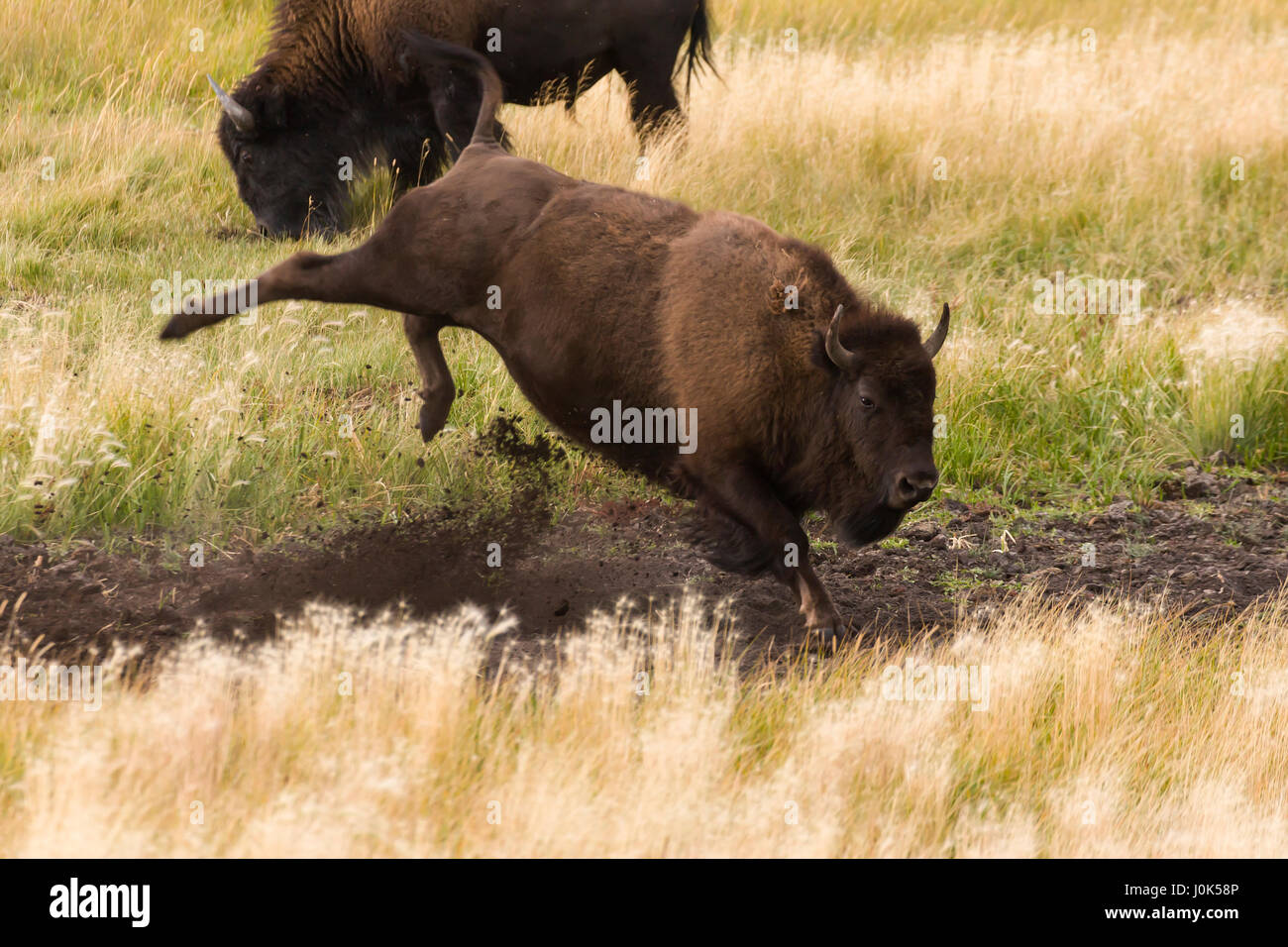 Bull leaping hi-res stock photography and images - Alamy