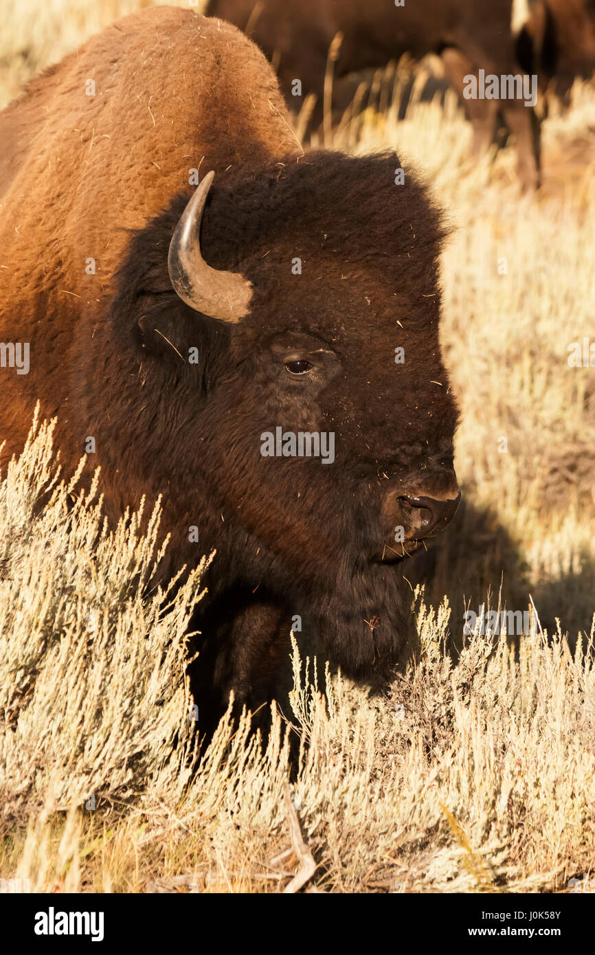 Bison (Bison bison) portrait of a bison, Yellowstone NP, WY, USA Stock ...