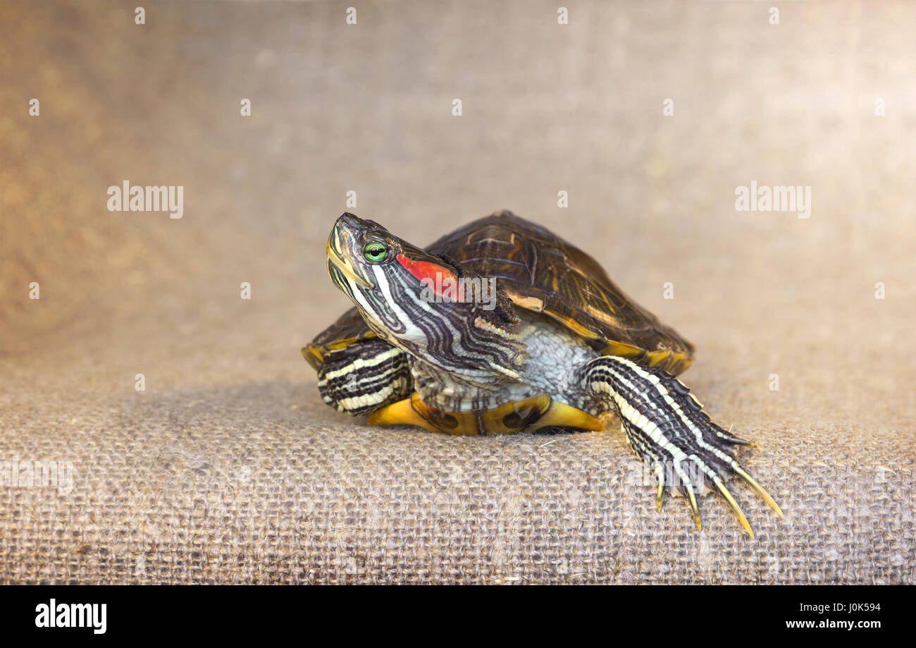 Paw eared hi-res stock photography and images - Alamy