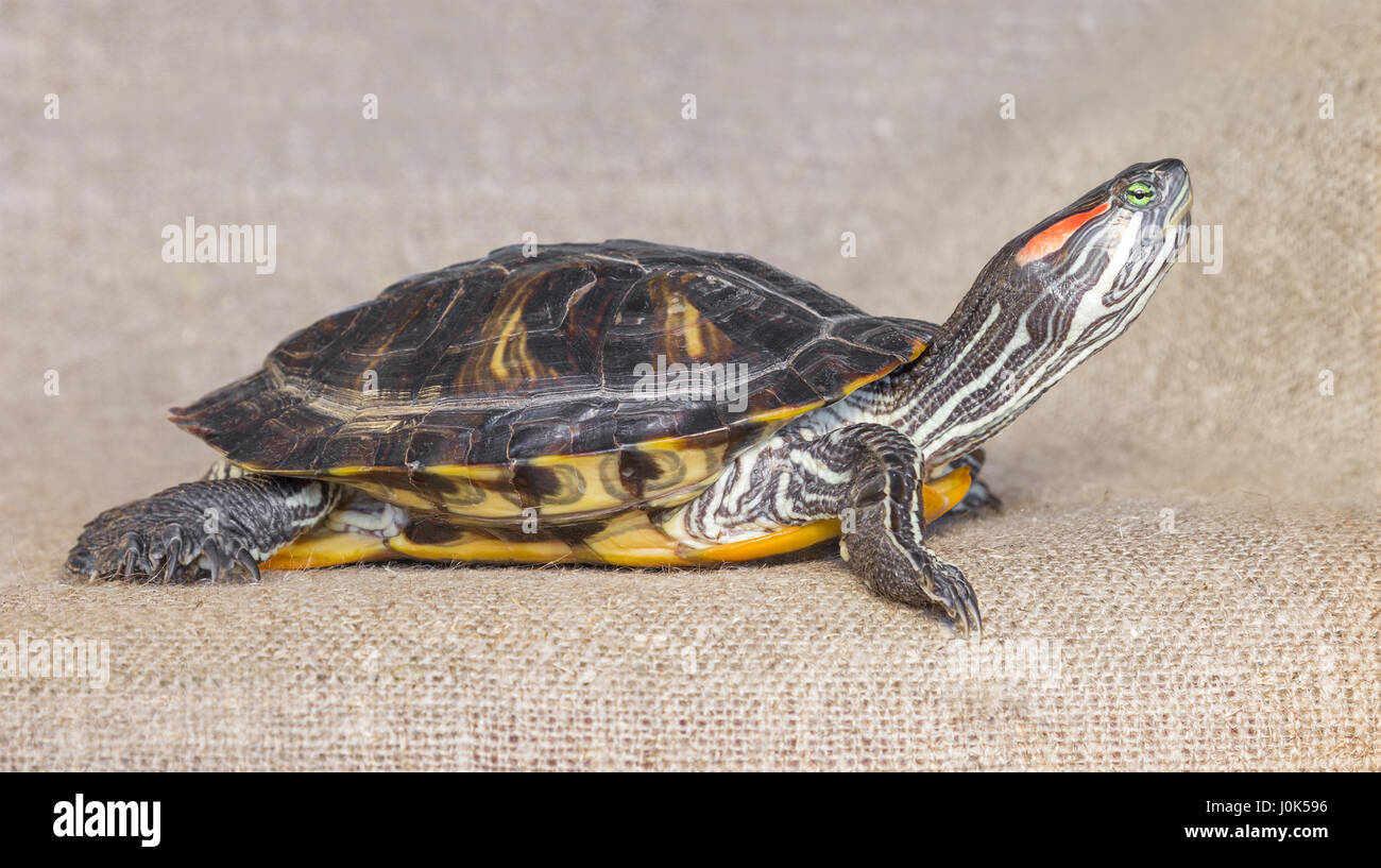Red eared turtle shell hi-res stock photography and images - Alamy