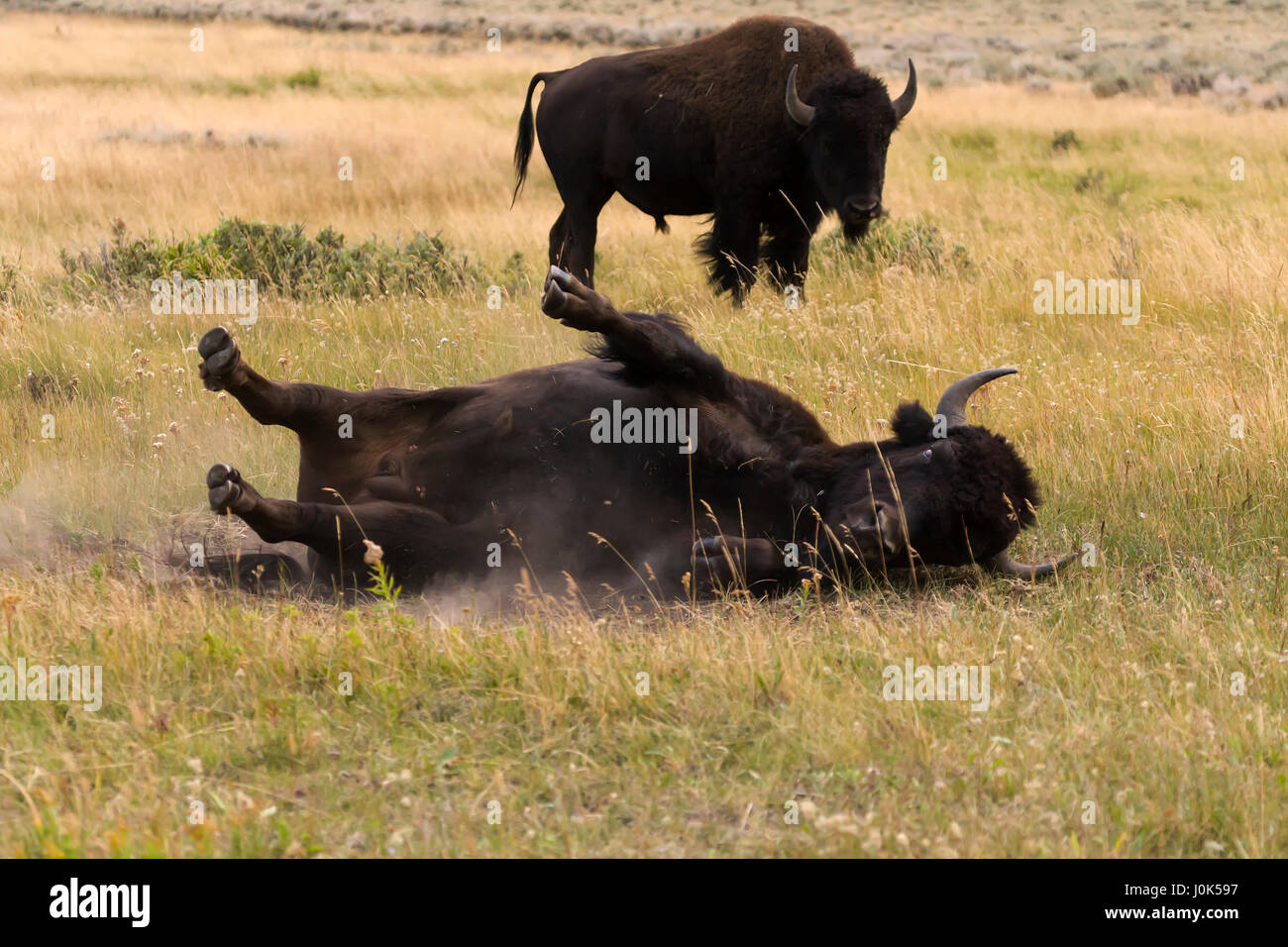 Bison (Bison bison) male bison rolling in a mud wallow, Yellowstone NP ...