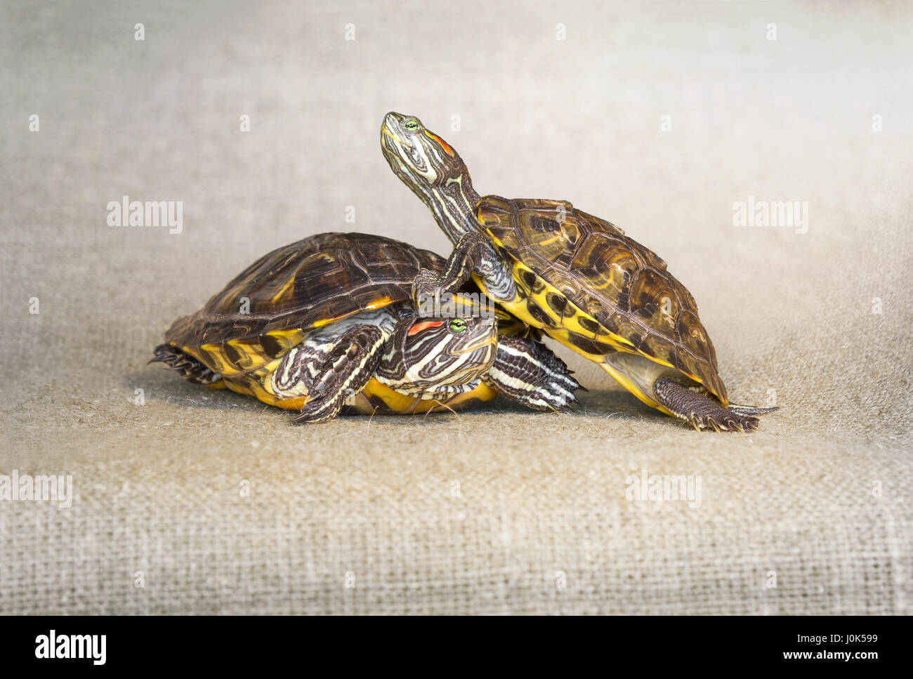 Red eared water turtle on hi-res stock photography and images - Alamy