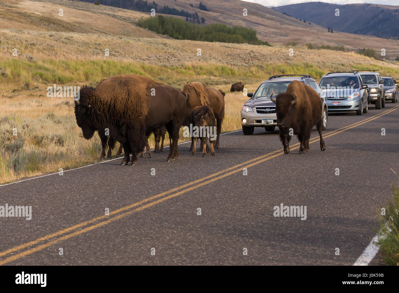 Bison yellowstone cars hi-res stock photography and images - Alamy