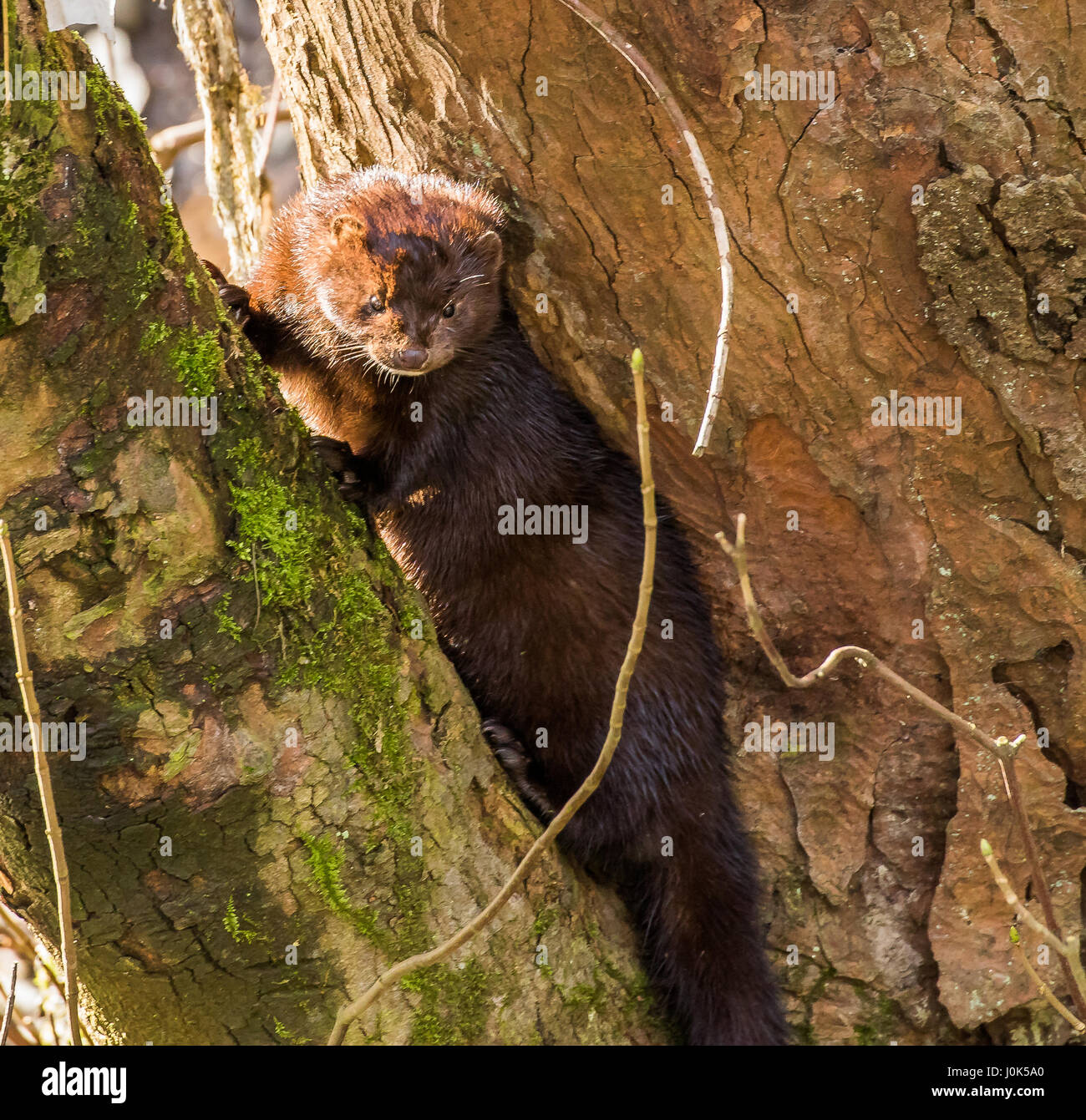 Wild mink england hi-res stock photography and images - Alamy