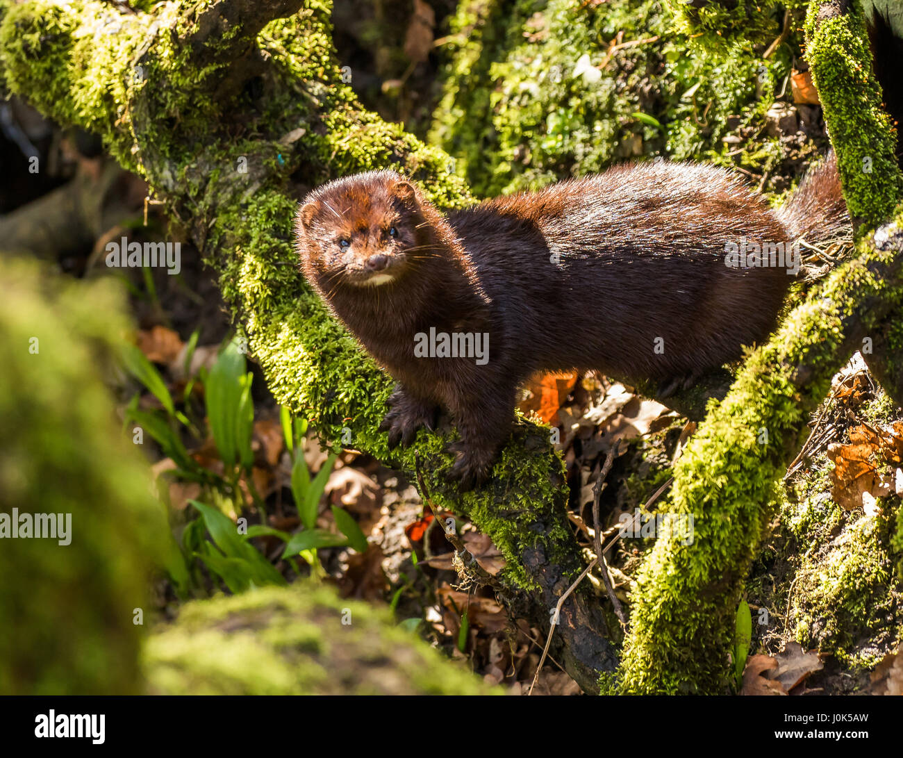 Mink hi-res stock photography and images - Alamy
