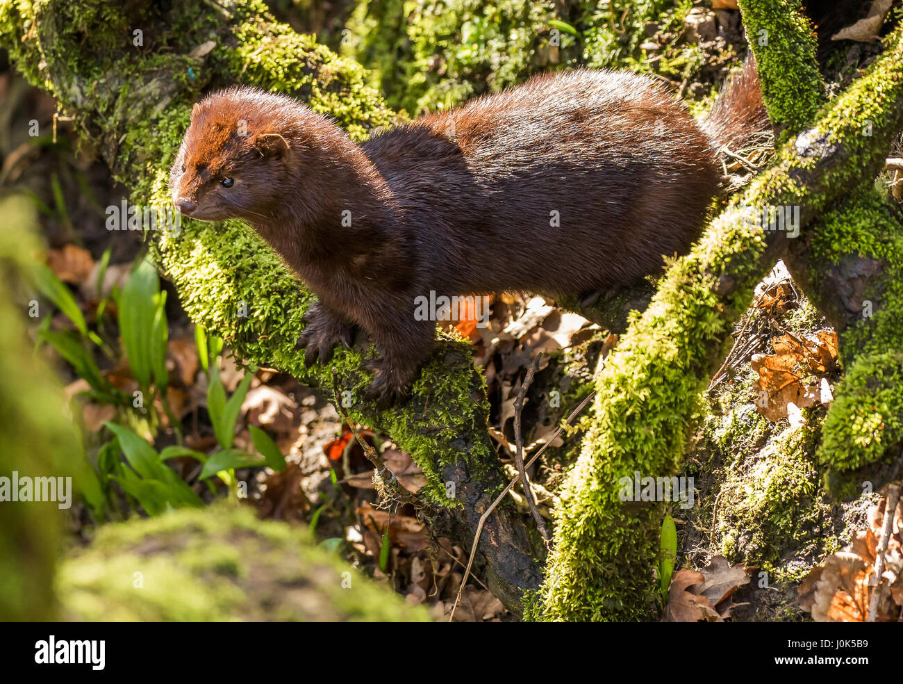 Wild mink england hi-res stock photography and images - Alamy