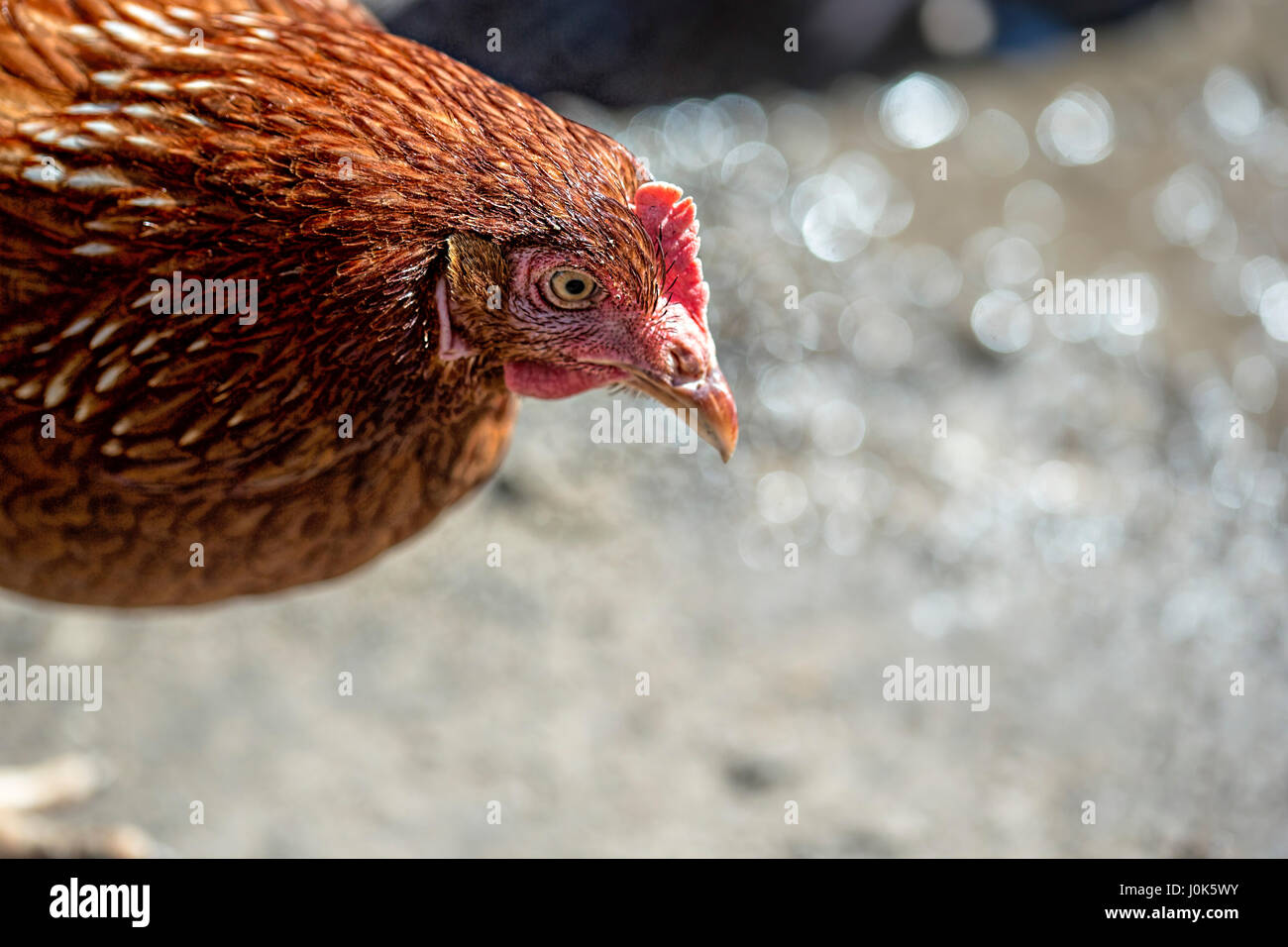 Chicken hen farm Stock Photo - Alamy
