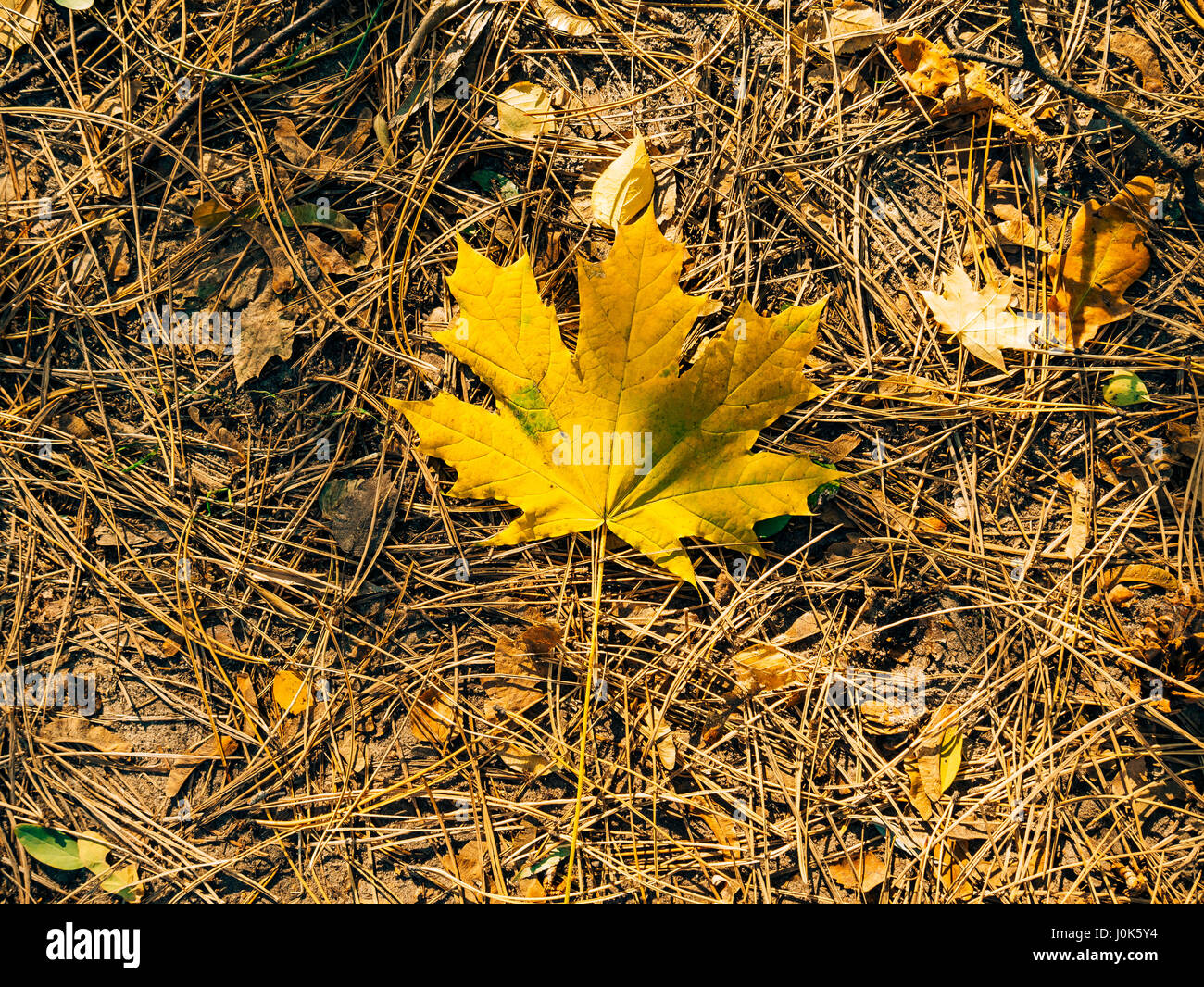 Leave litter park hi-res stock photography and images - Alamy