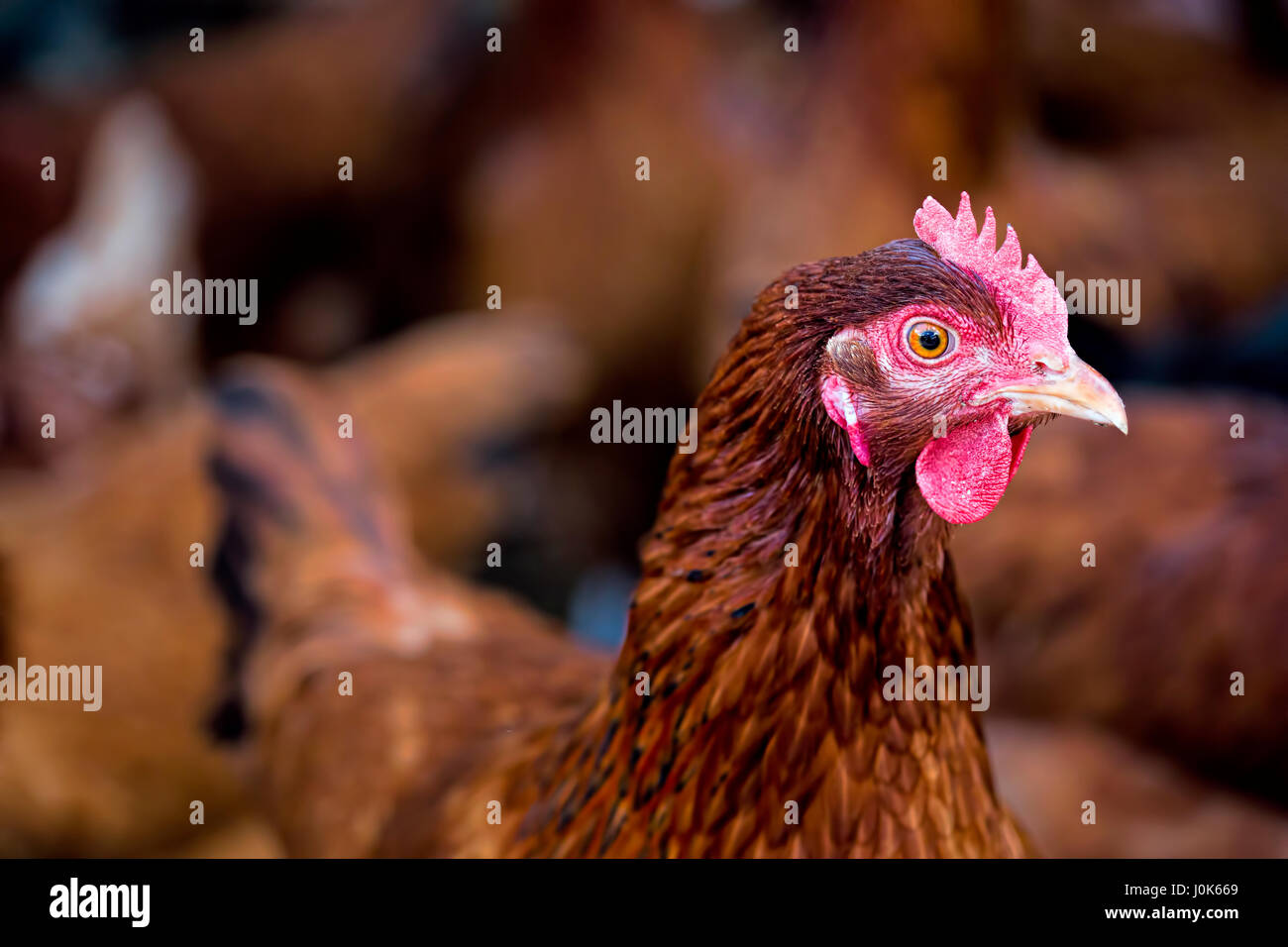 Hen tale hi-res stock photography and images - Alamy