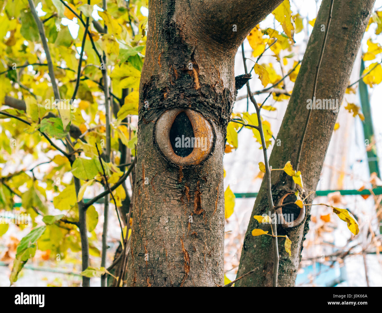 A scar on the apple tree from a cut branch. Yellow foliage in autumn ...