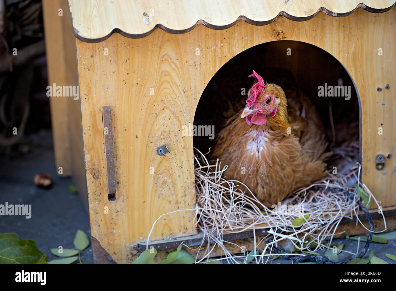 Hen in wooden house Stock Photo - Alamy
