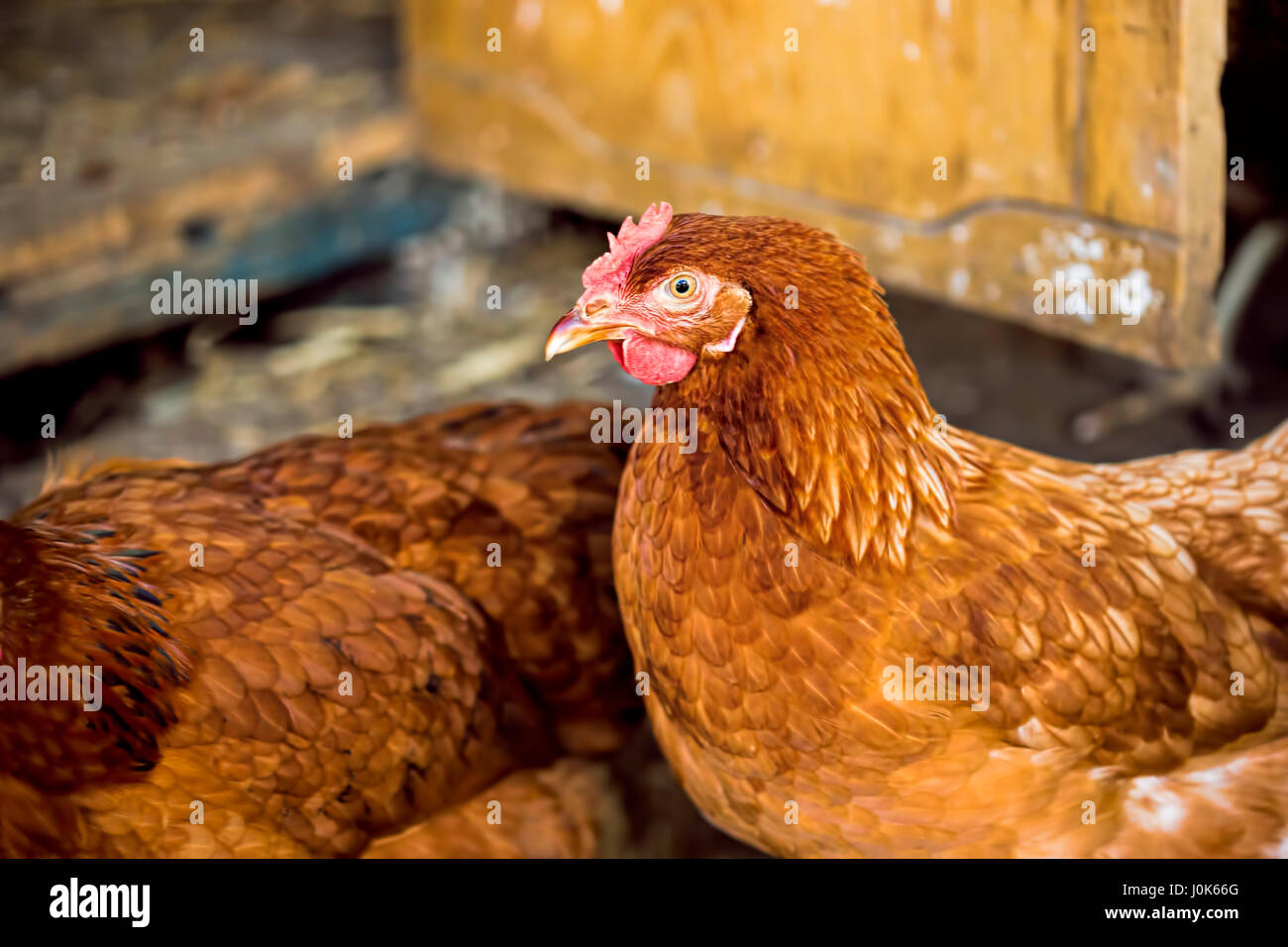 Hen tale hi-res stock photography and images - Alamy