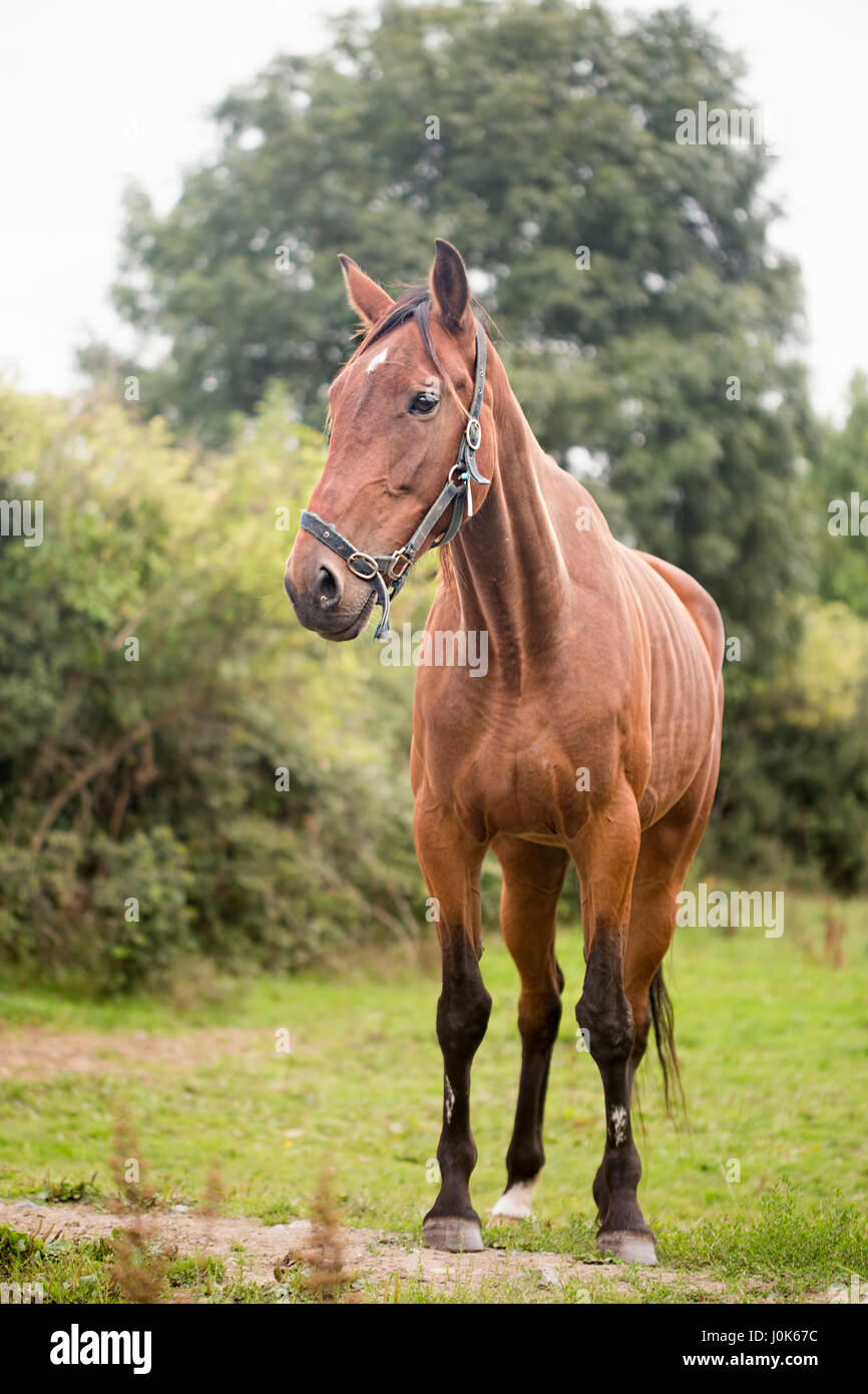 Brown horse on the farm Stock Photo - Alamy