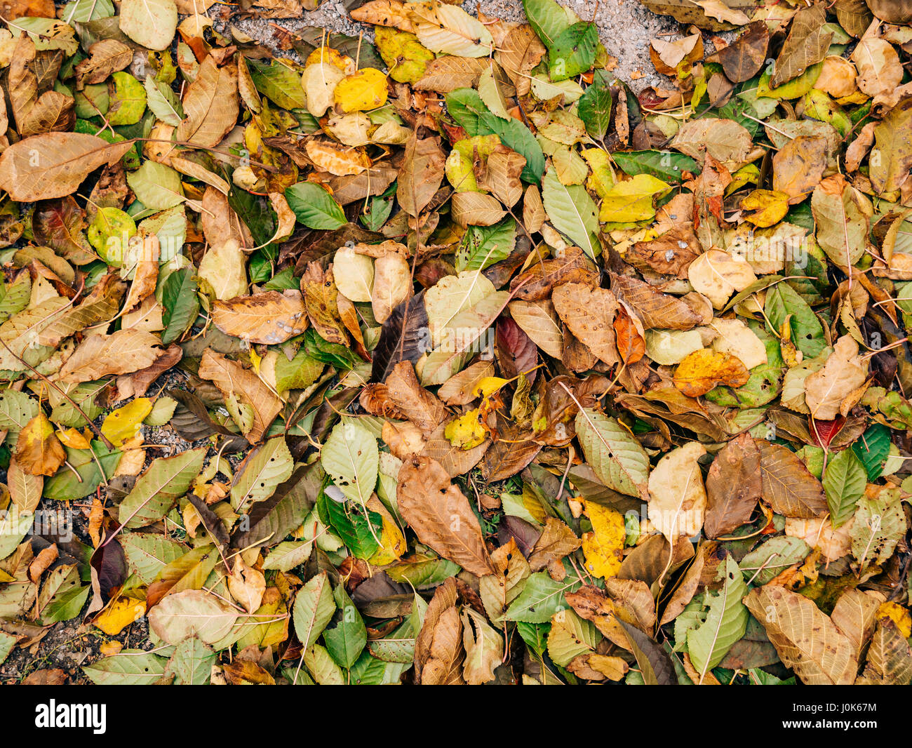 Texture of autumn leaves. Yellow fallen leaves on the ground in the park or forest Stock Photo ...