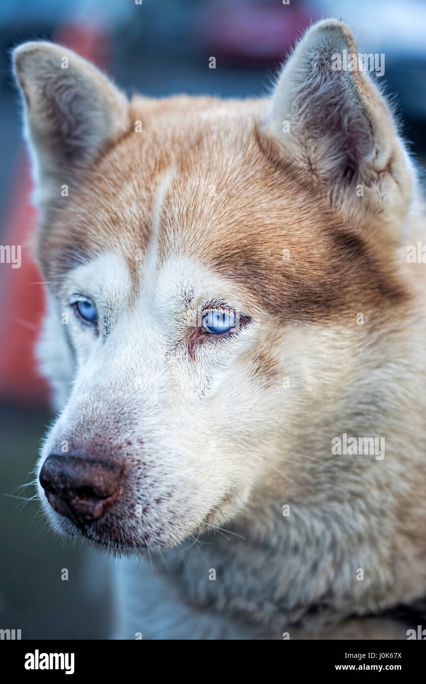 Old Husky dog portrait Stock Photo - Alamy