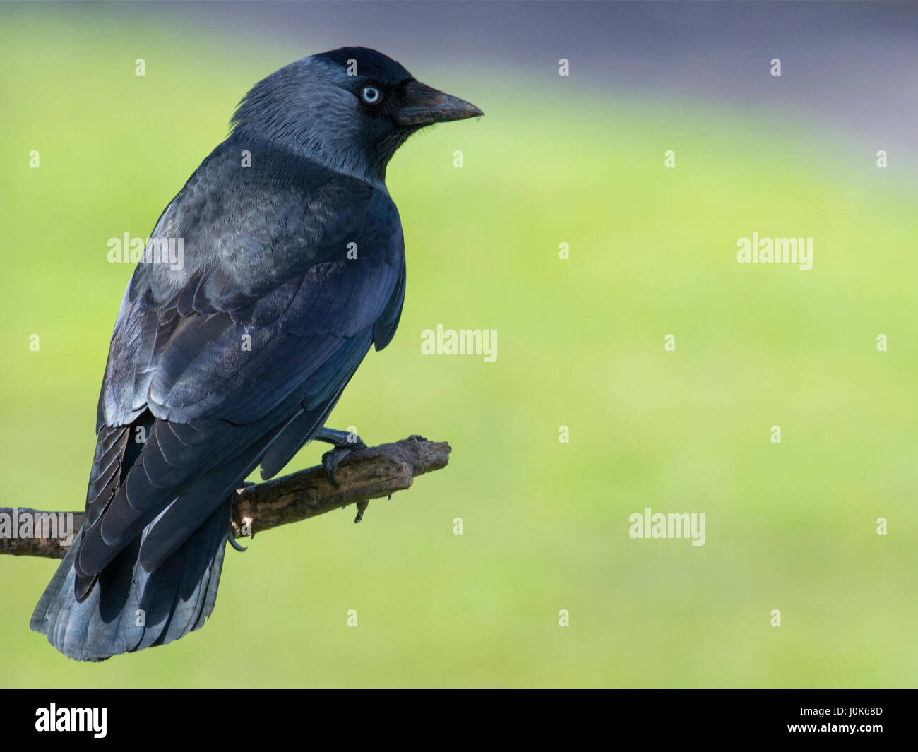 Jackdaw feathers hi-res stock photography and images - Alamy