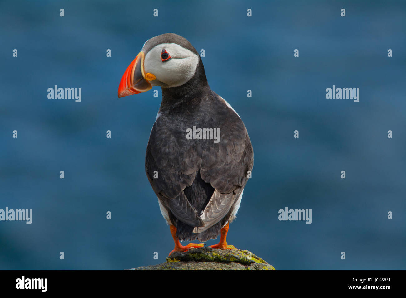 Side of puffin hi-res stock photography and images - Alamy
