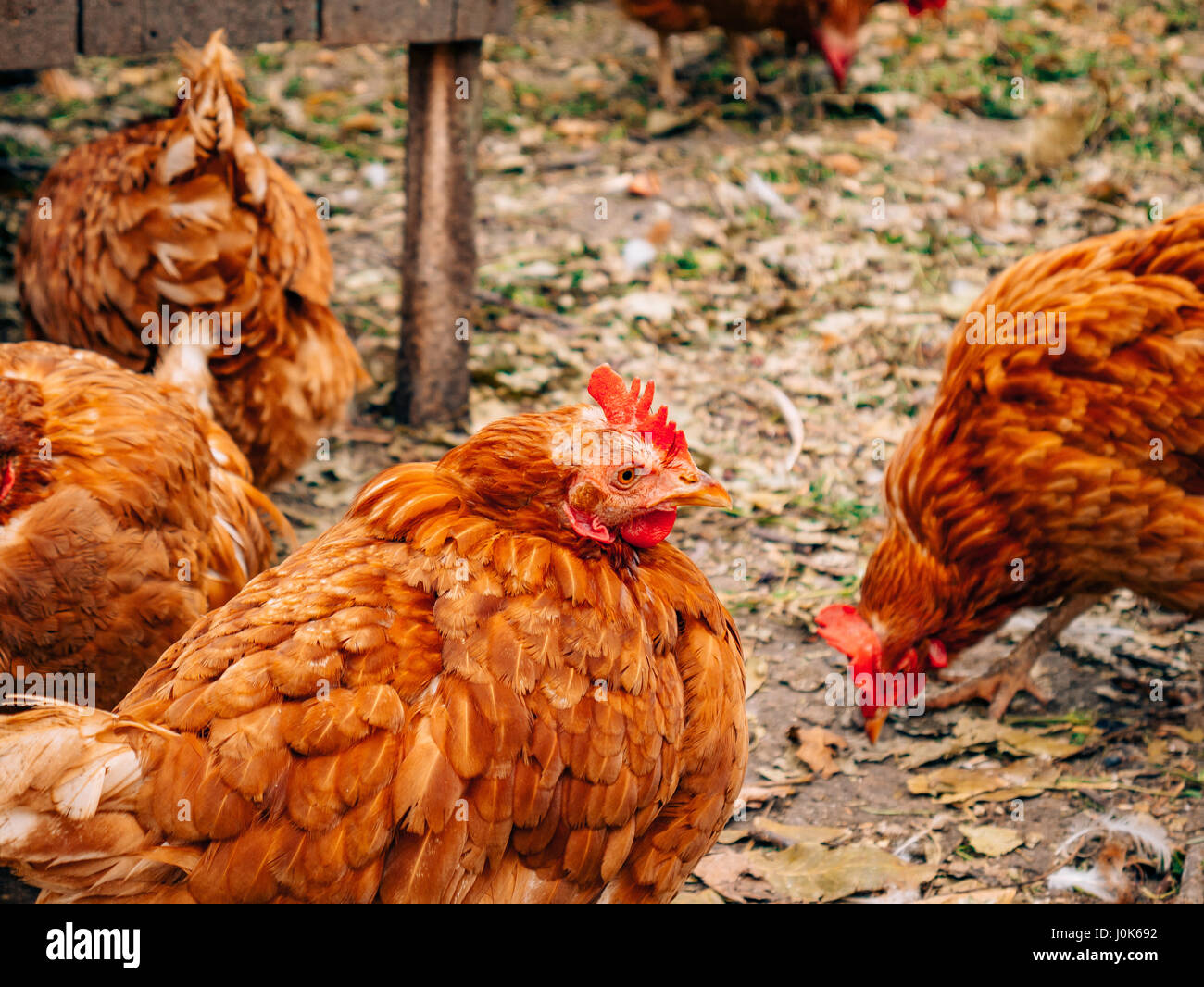 Well-groomed red hens in the village. Chickens walking on rural yard ...