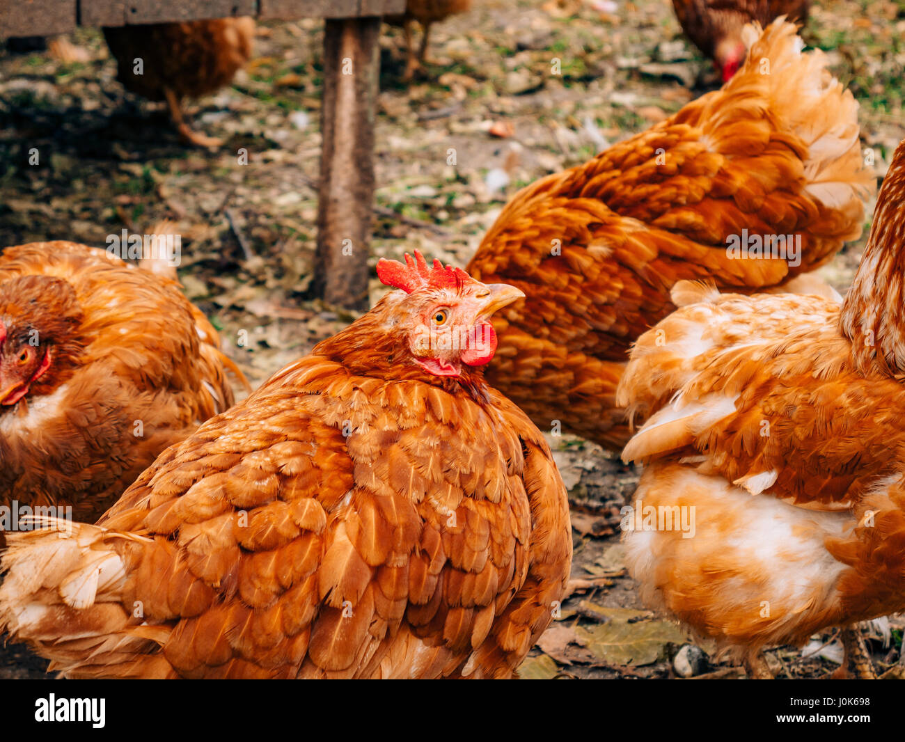 Well-groomed red hens in the village. Chickens walking on rural yard ...