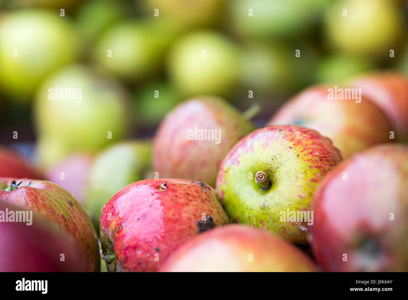 Red apples in container harvest Stock Photo - Alamy