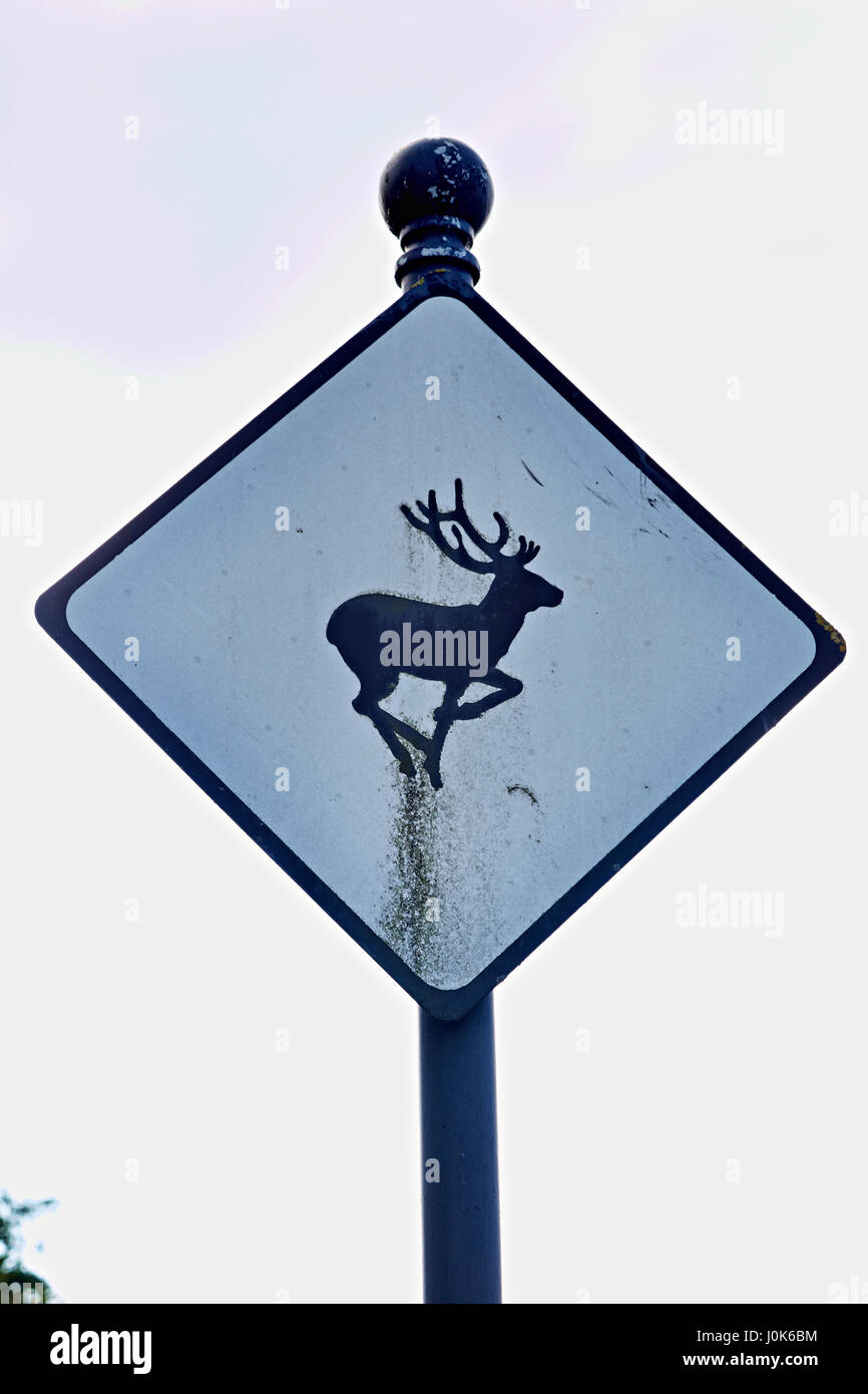 Road warning sign for deer Stock Photo - Alamy