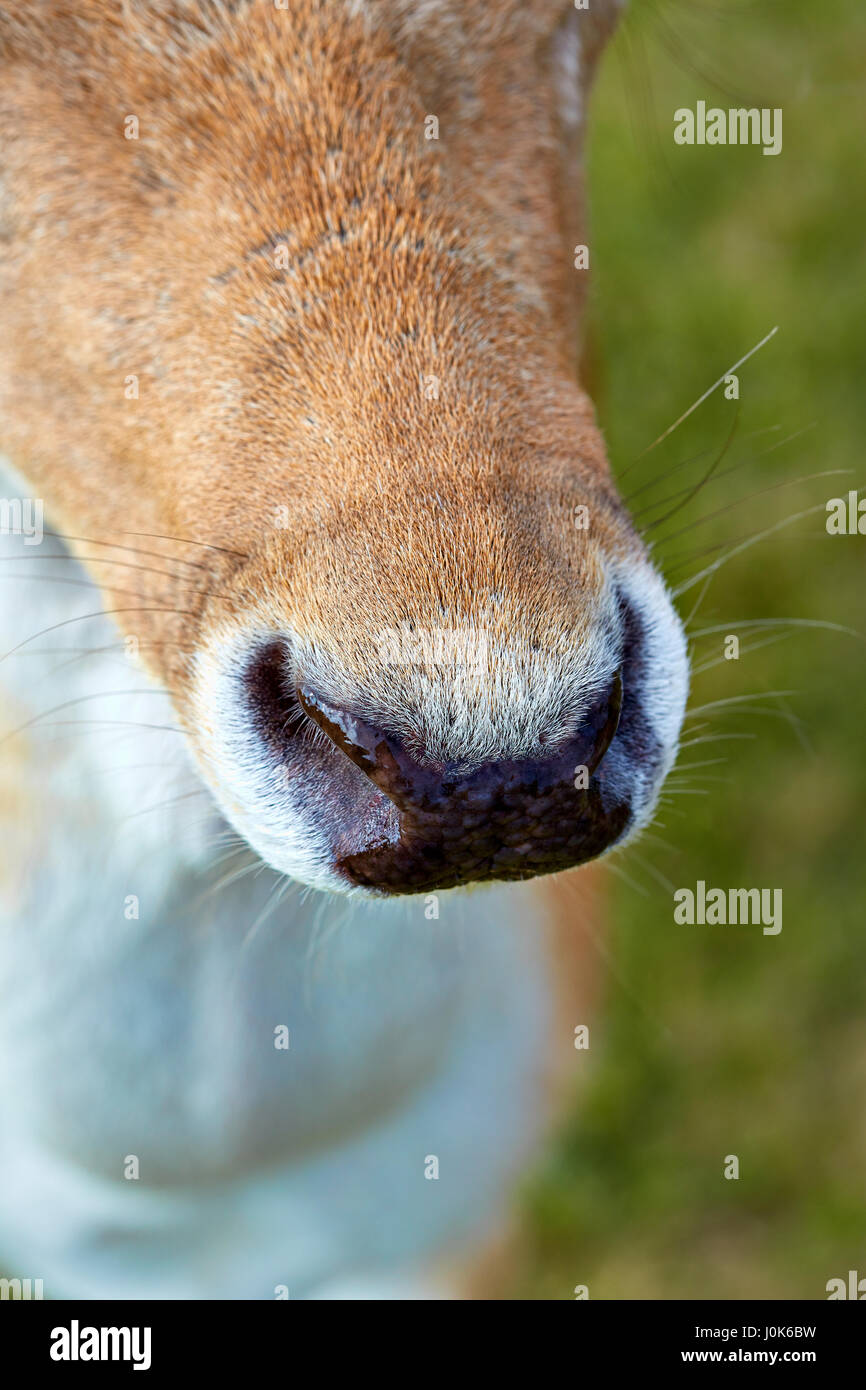 Deers nose hi-res stock photography and images - Alamy