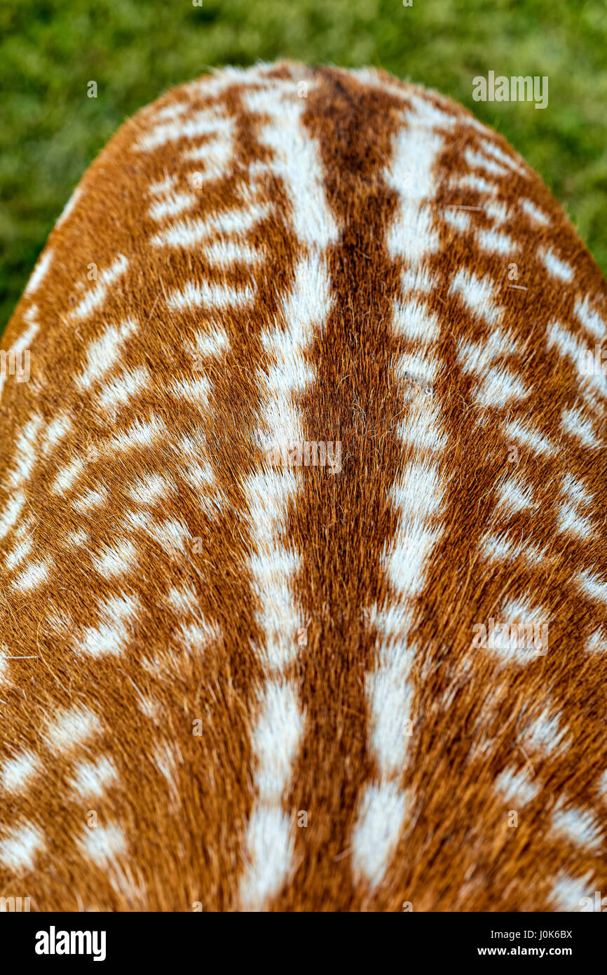 Spotted dear's back Stock Photo - Alamy