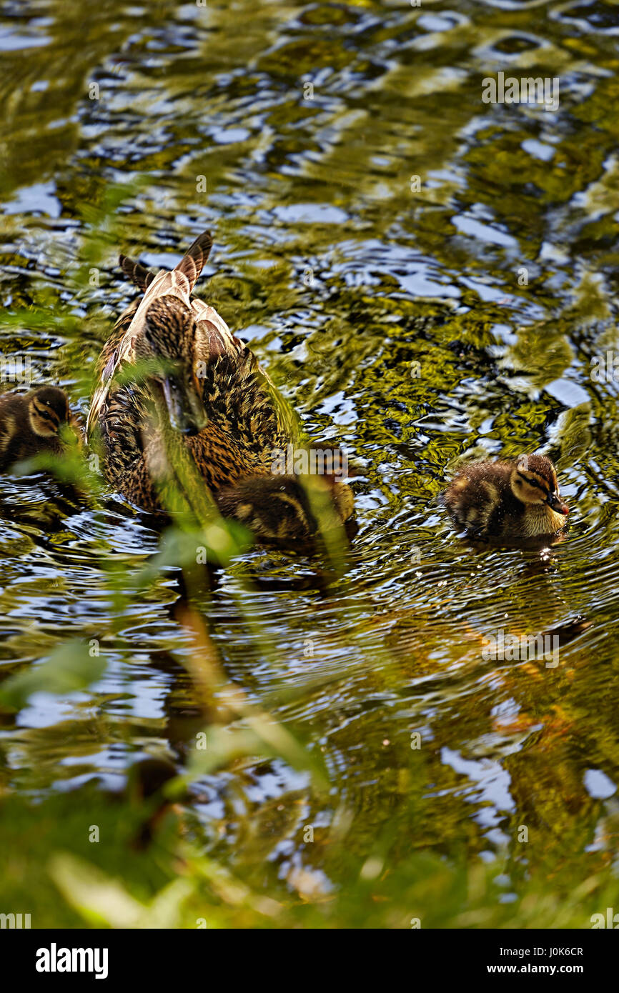 Ducklings flying hi-res stock photography and images - Alamy