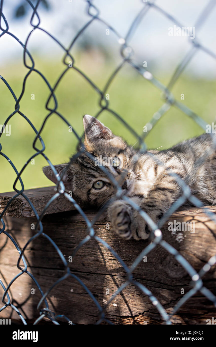 Kitten, cat resting behind the fence Stock Photo - Alamy