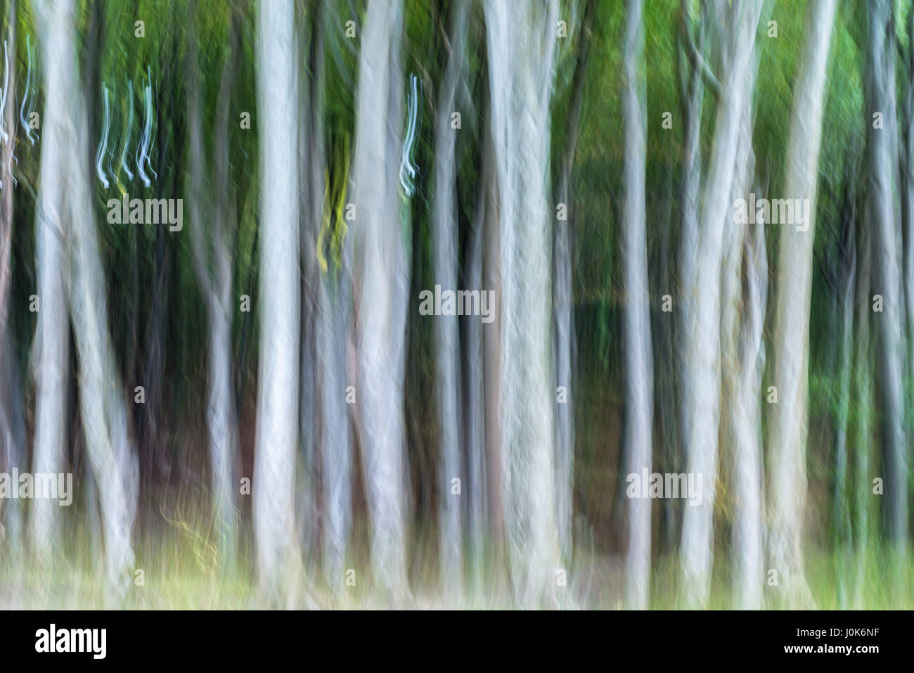 Dark, spooky wood of light tree trunks, blurred, island of Moen ...